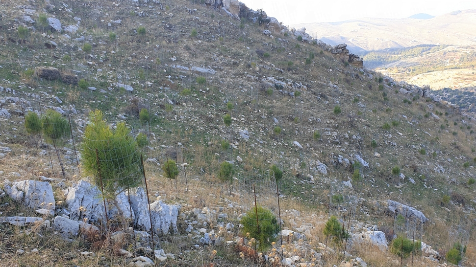 Jouzour Loubnan - Tadamon